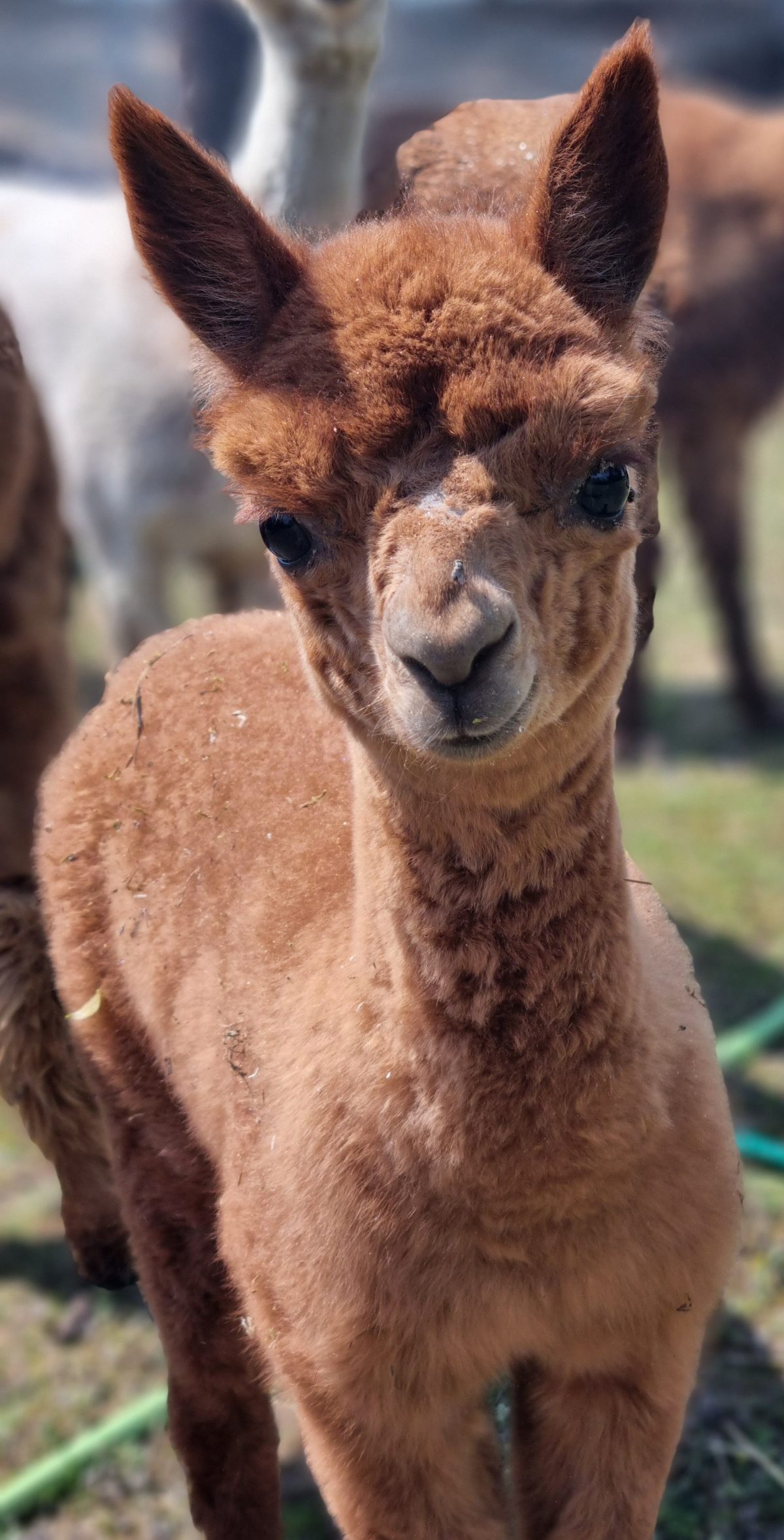 Alpaka Meet & Greet – Tiny Alpaca Town